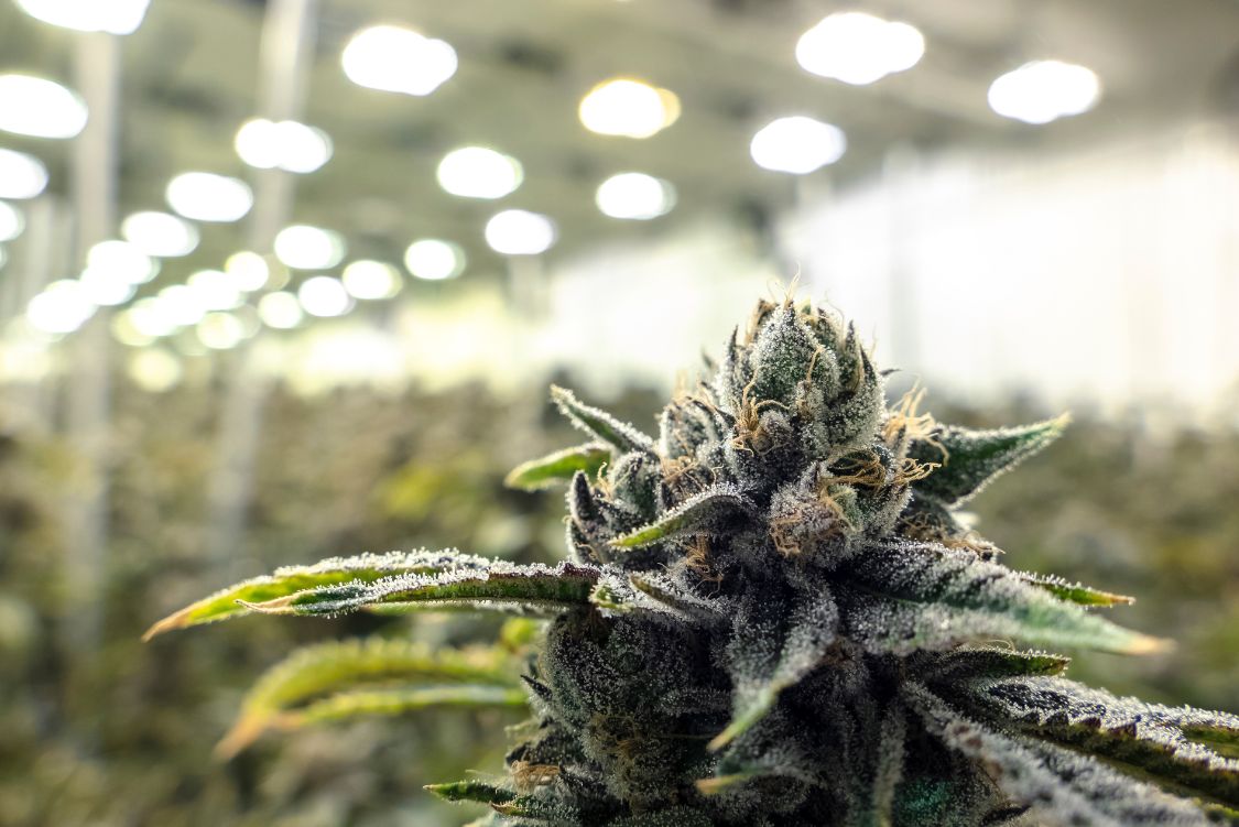 Decoding Exotic Weed Strains: What Makes Them Unique?